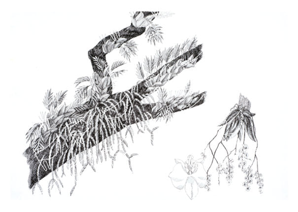 Benduru – Laki Senanayake