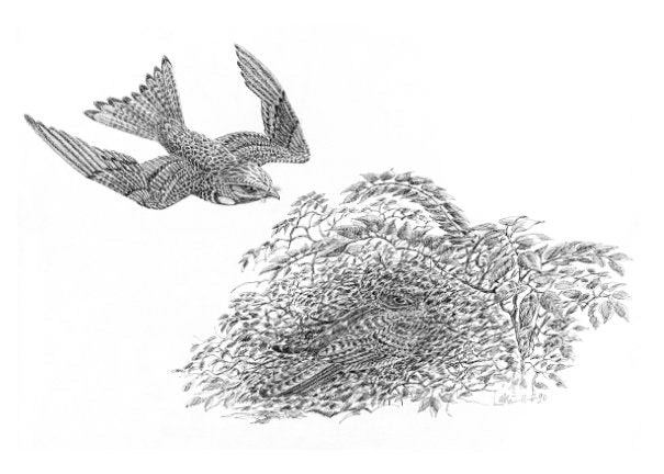 Hidden Owl – Laki Senanayake